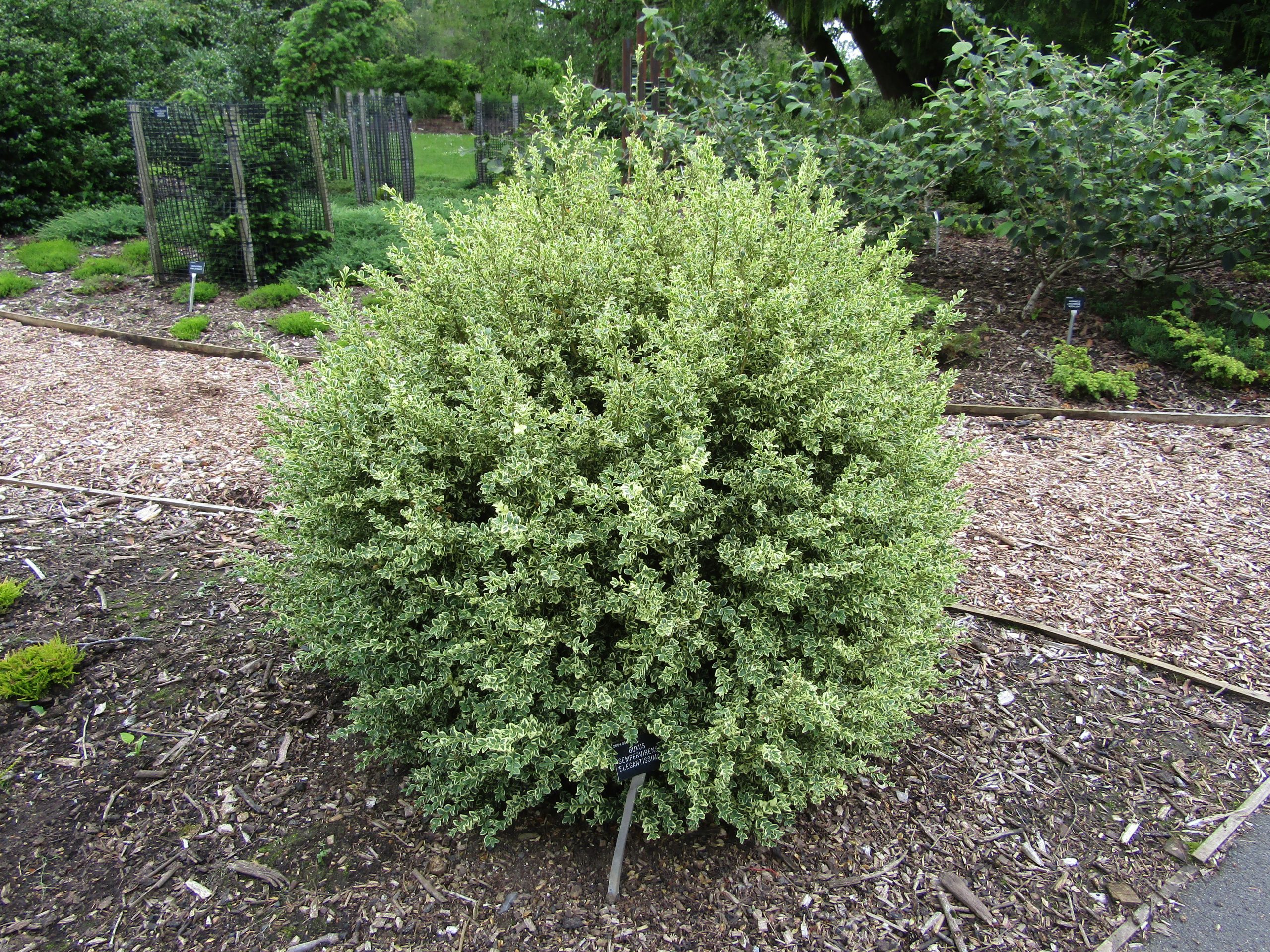 Variegated Boxwood #TreeTipTuesday Buxus Sempervirens 'Variegata'