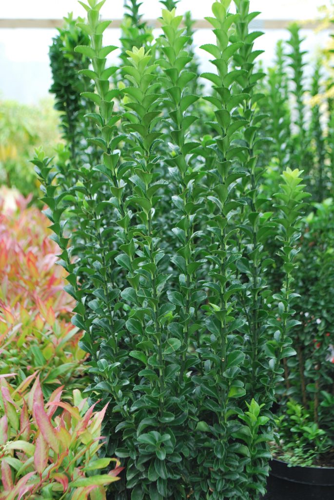 Euonymus Green Rocket. Shrubs For Sale . Letsgoplanting.co.uk