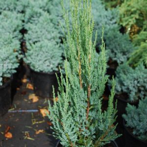 Juniperus Blue Arrow. Conifers for Sale UK. Letsgoplanting.co.uk