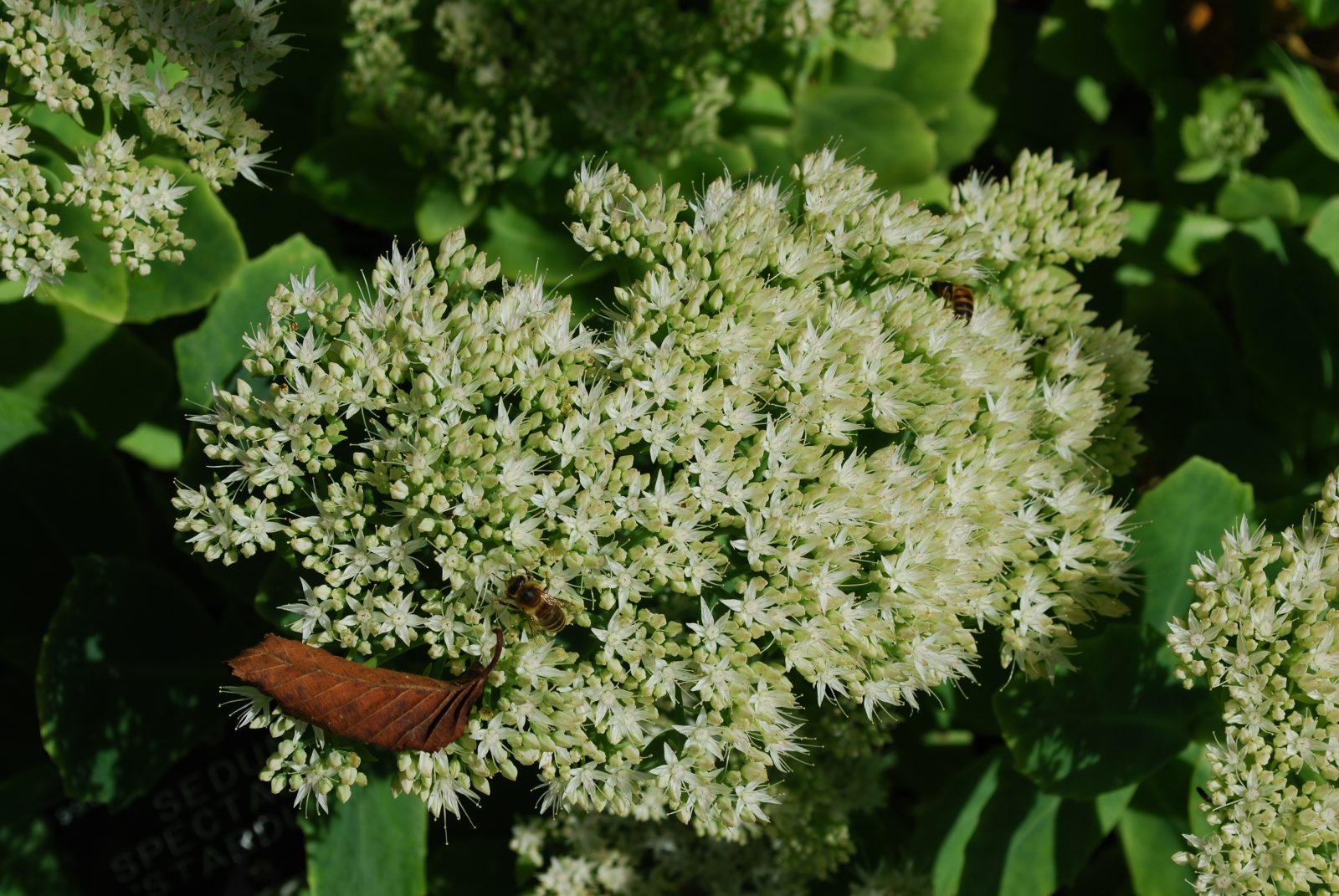 Sedum Spectabile Stardust. Plants for Sale. Letsgoplanting.co.uk