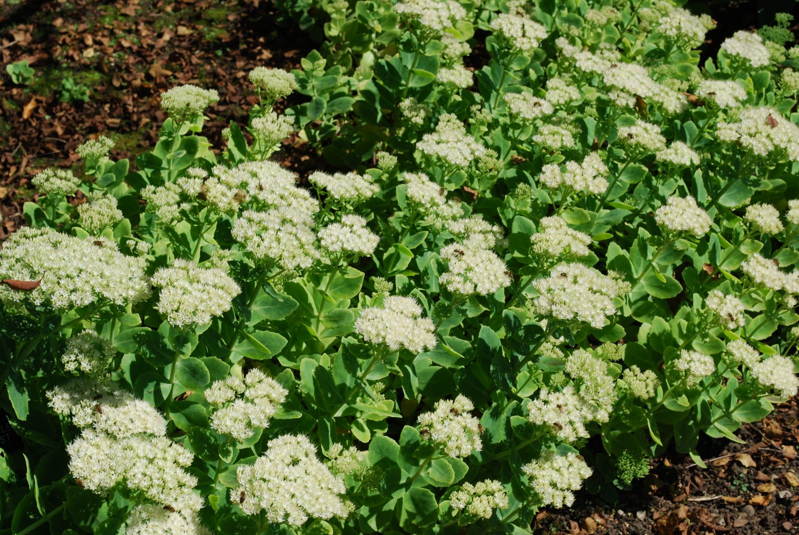 Sedum Spectabile Stardust. Plants for Sale. Letsgoplanting.co.uk