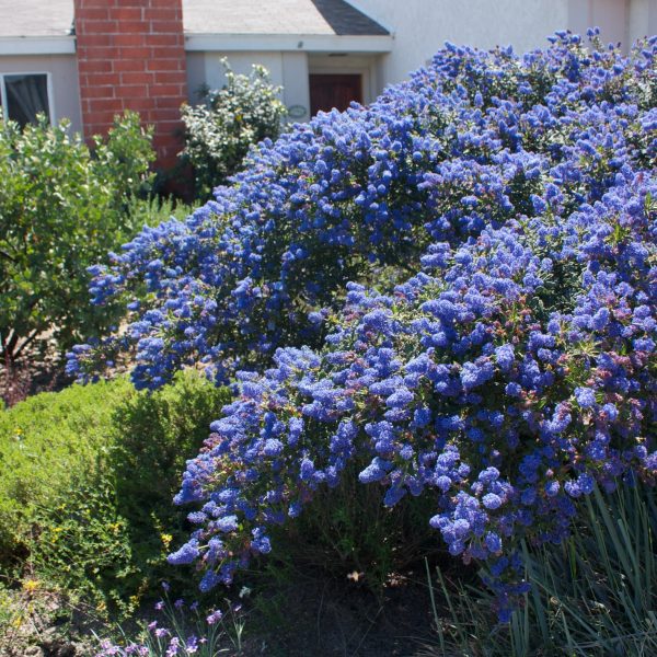 Shrubs Archives - Page 7 of 33 - Let's Go Planting