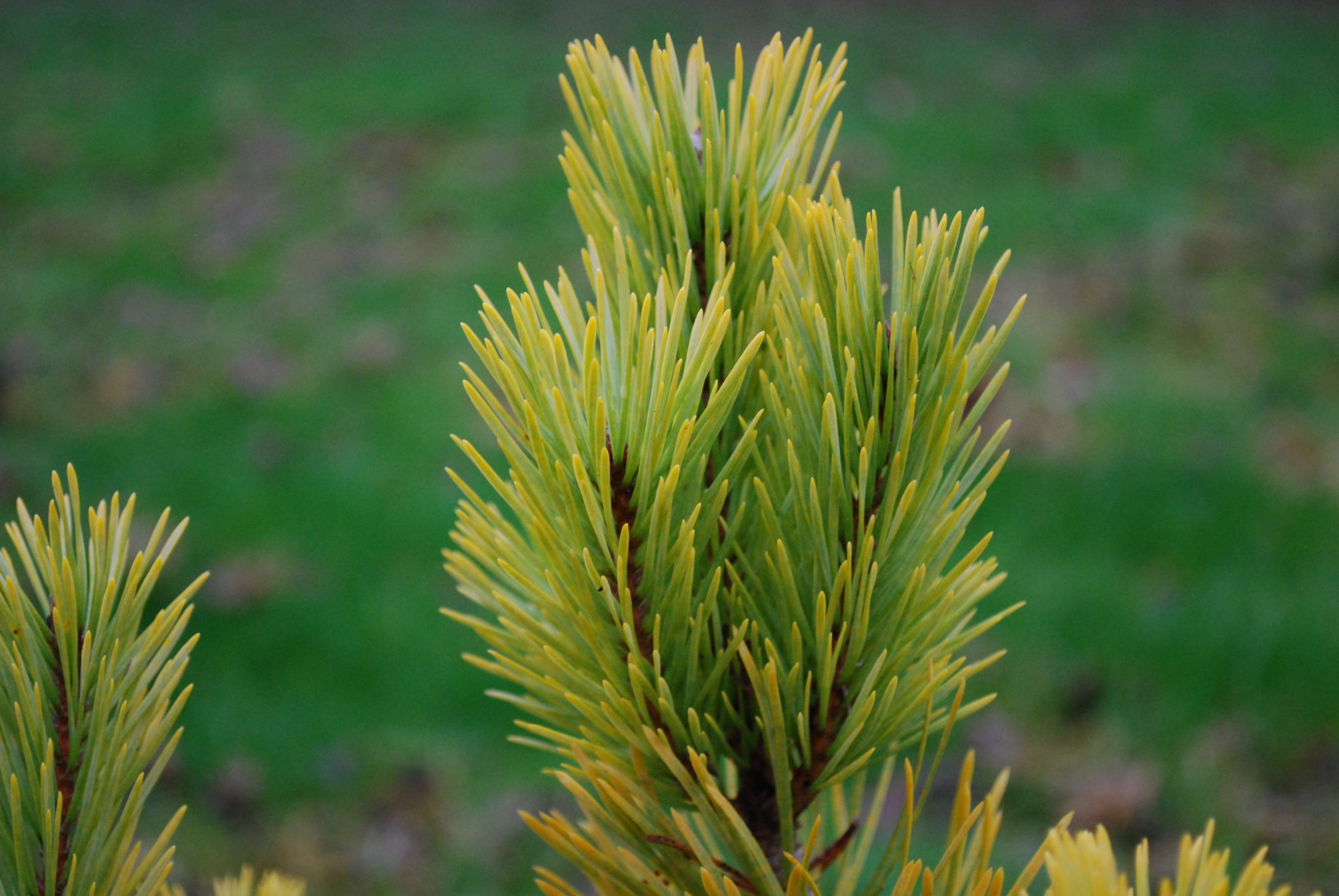 Pinus Sylvestris Aurea. Conifers for Sale. Letsgoplanting.co.uk