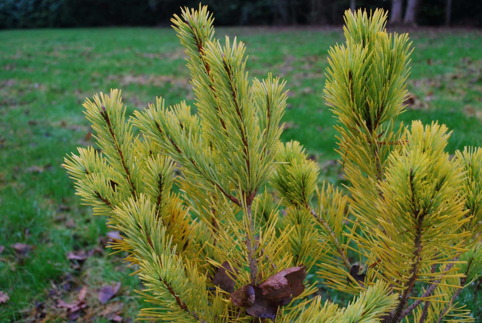 Pinus Sylvestris Aurea. Conifers for Sale. Letsgoplanting.co.uk