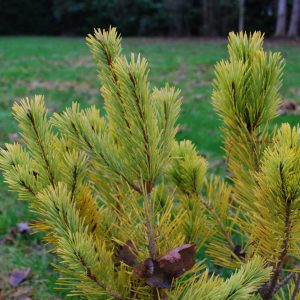 Pinus Sylvestris Aurea. Conifers for Sale. Letsgoplanting.co.uk