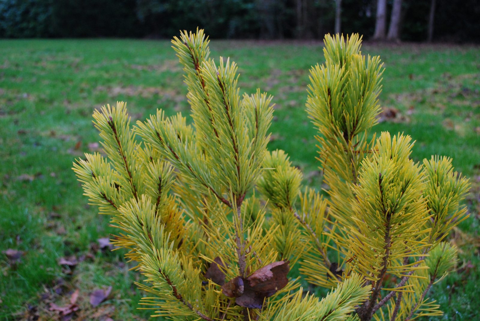 Pinus Sylvestris Aurea. Conifers for Sale. Letsgoplanting.co.uk