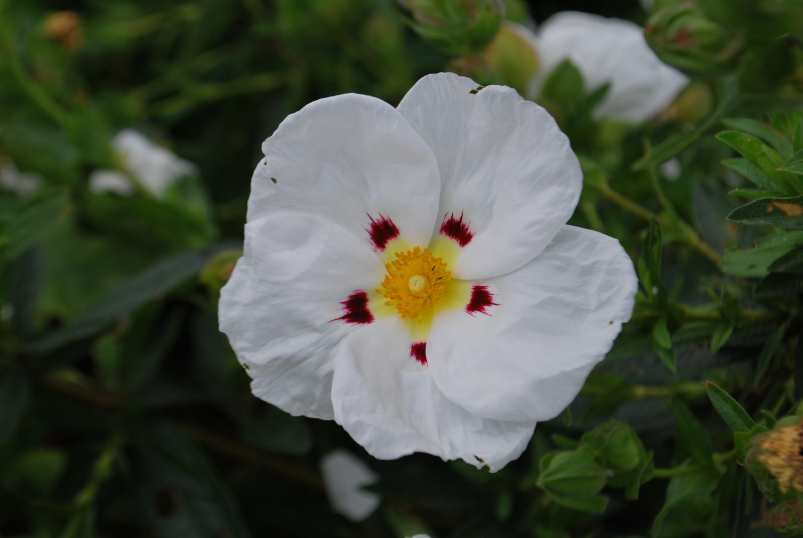 Cistus Decumbens. Shrubs for Sale UK. Letsgoplanting.co.uk