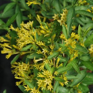 Cestrum Parqui. Garden Shrubs for Sale. UK. Letsgoplanting.co.uk