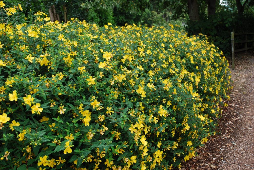 Hypericum Hidcote. Shrubs for Sale UK. Letsgoplanting.co.uk