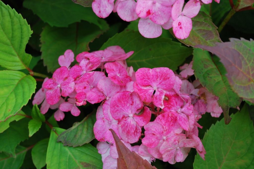 Hydrangea Serrata Preziosa. Shrubs for Sale.Letsgoplanting.co.uk