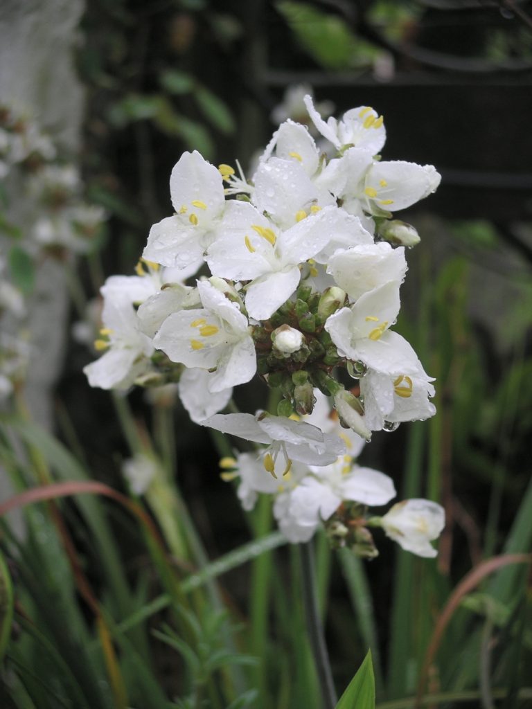 Libertia Grandiflora. Perennials for Sale UK. Letsgoplanting.co.uk