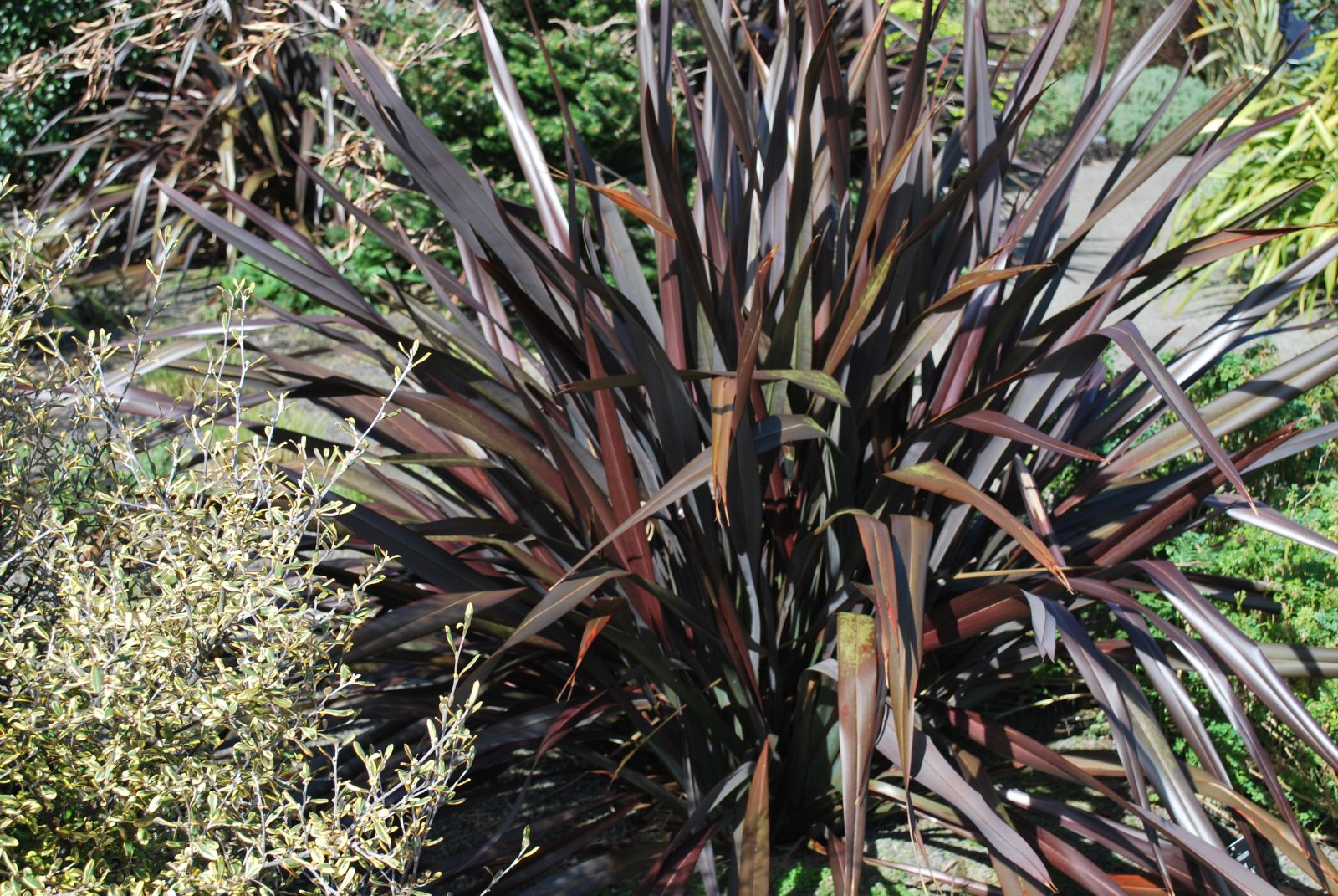 Phormium Platts Black. Perennials for Sale . Letsgoplanting.co.uk