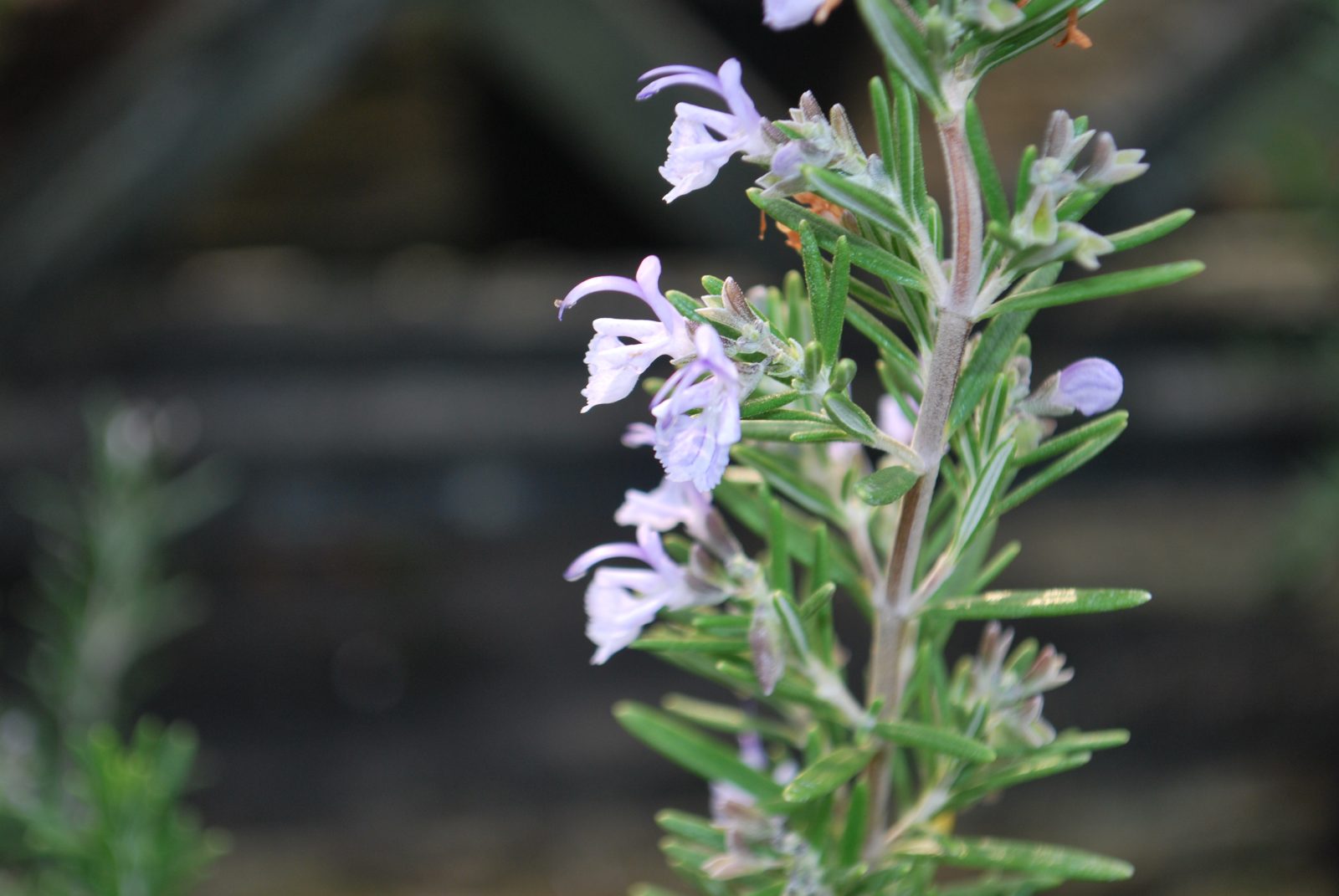 Rosmarinus Officinalis. Shrubs for Sale. Letsgoplanting.co.uk
