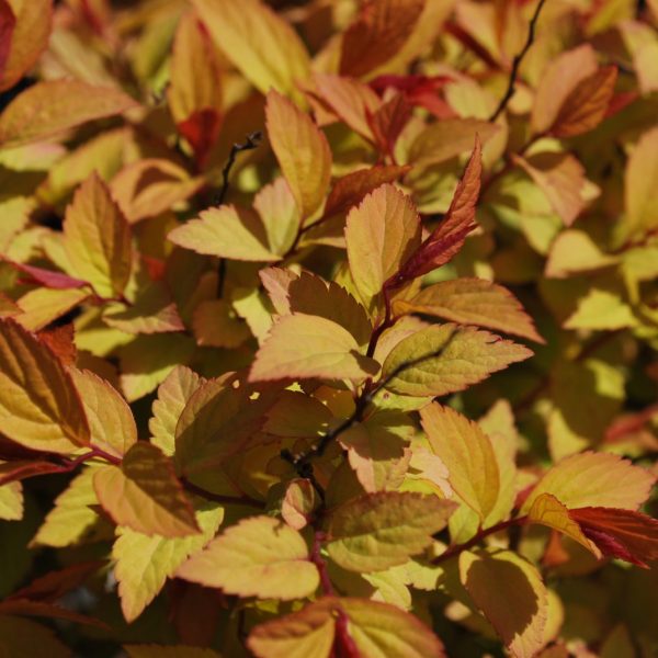 Spiraea Japonica Firelight. Shrubs for Sale. Letsgoplanting.co.uk