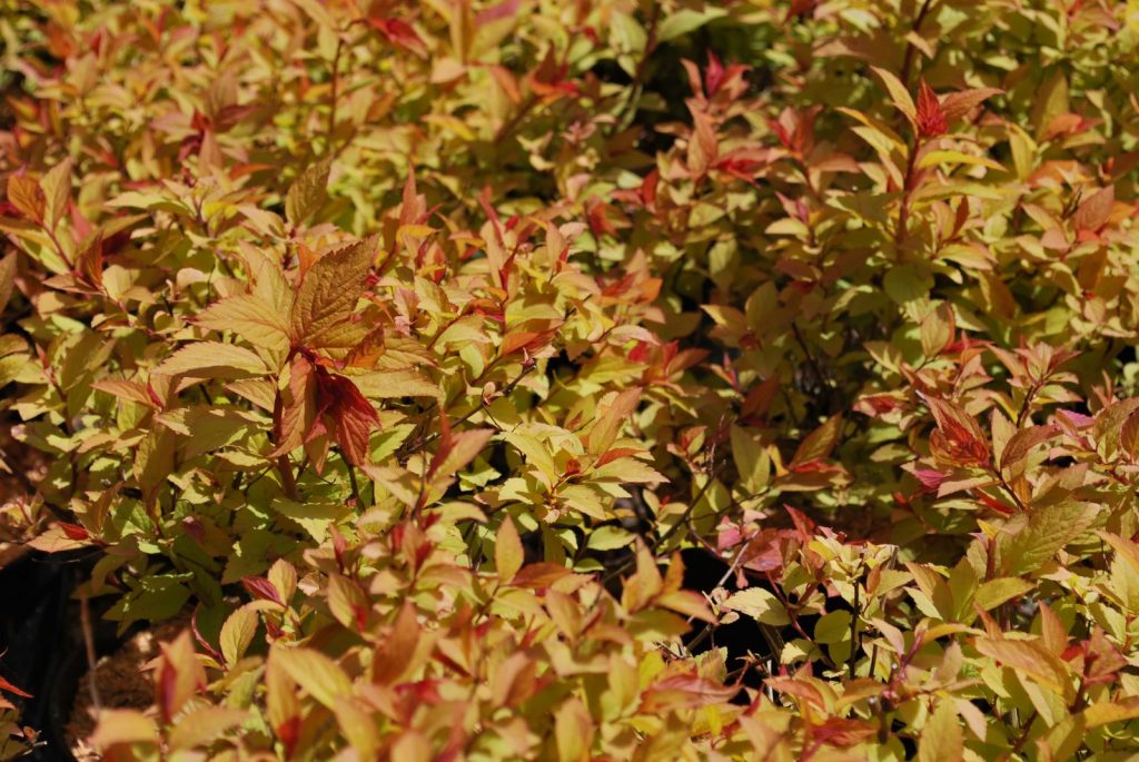 Spiraea Japonica Firelight. Shrubs for Sale. Letsgoplanting.co.uk