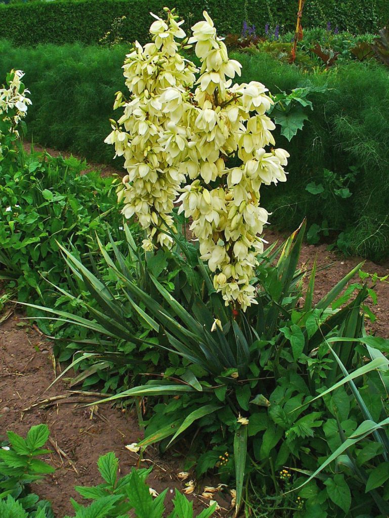 Yucca Filamentosa: Architectural Beauty with Low-Maintenance Charm ...