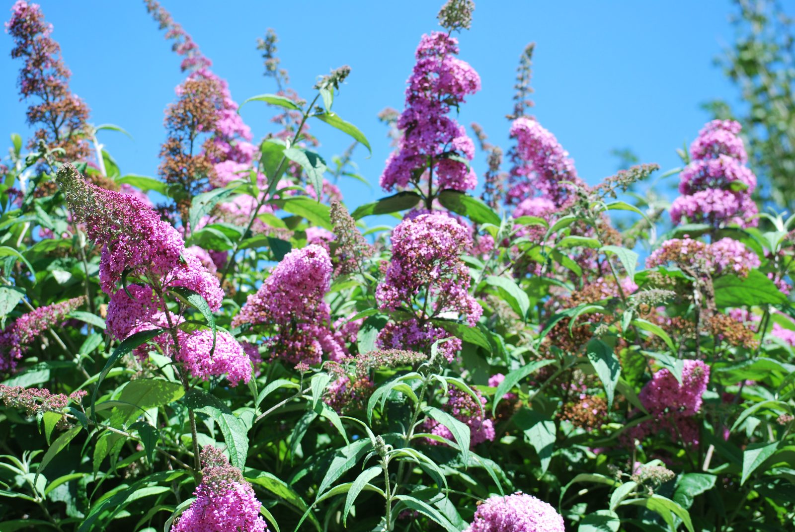 Transform Your Garden with Vibrant Blooms: Buddlejas - Let's Go Planting
