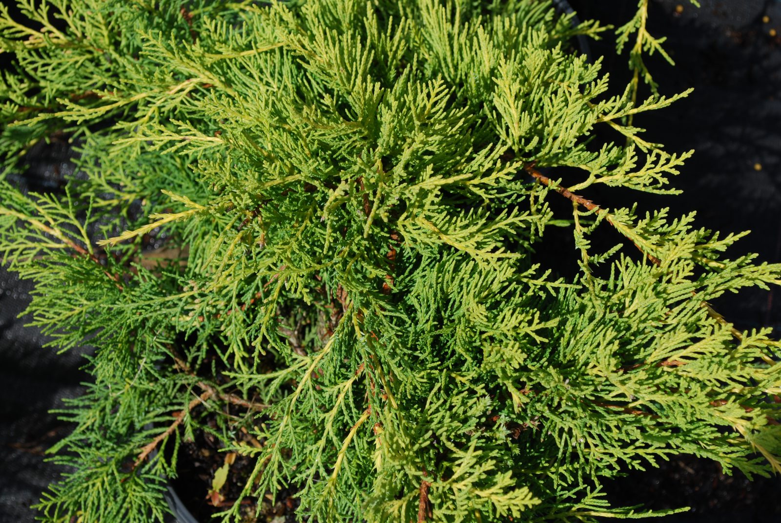 Juniperus Pfitzeriana Aurea. Conifers for Sale. Letsgoplanting.co.uk