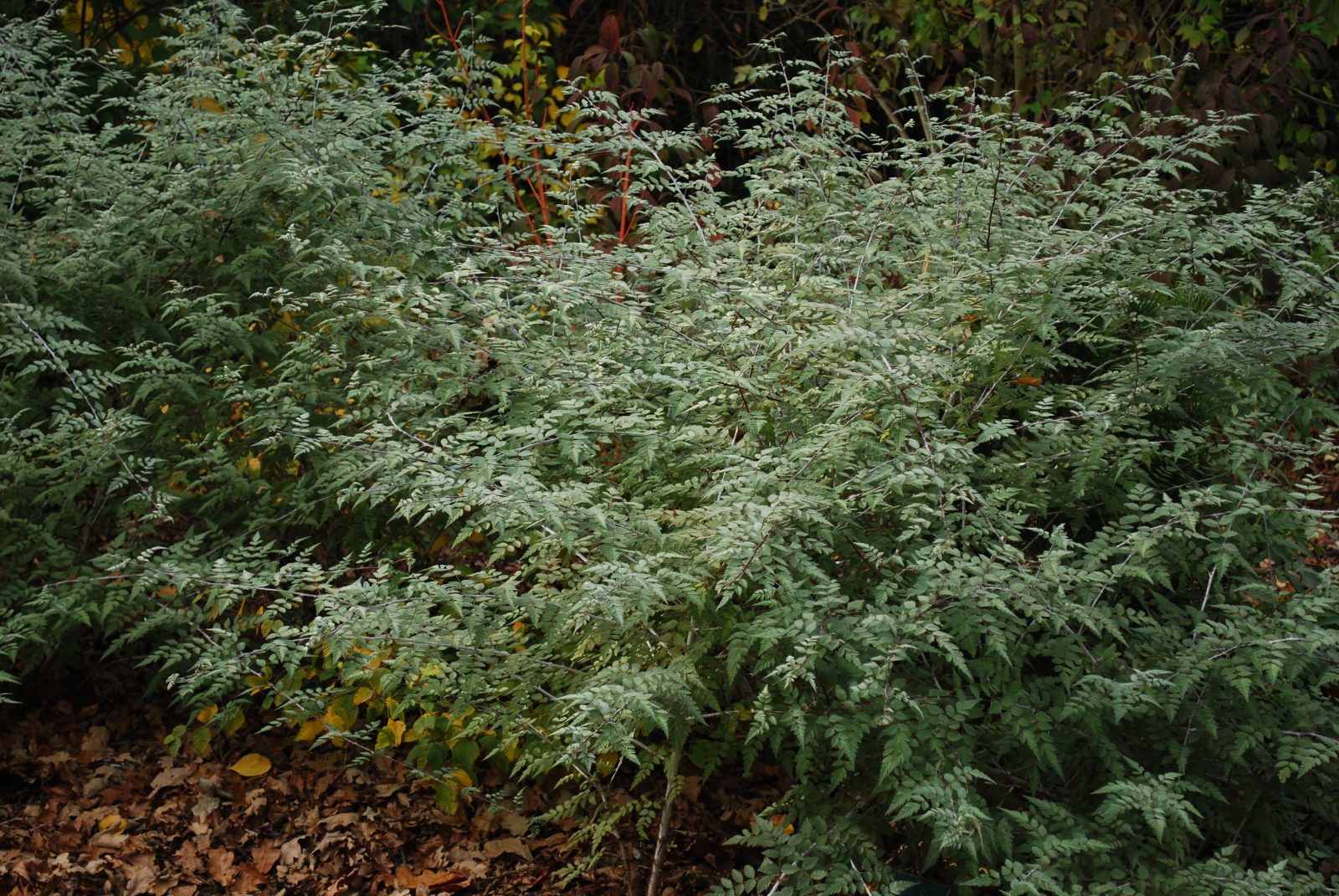 Rubus Silver Fern. Shrubs for Sale UK. Letsgoplanting.co.uk