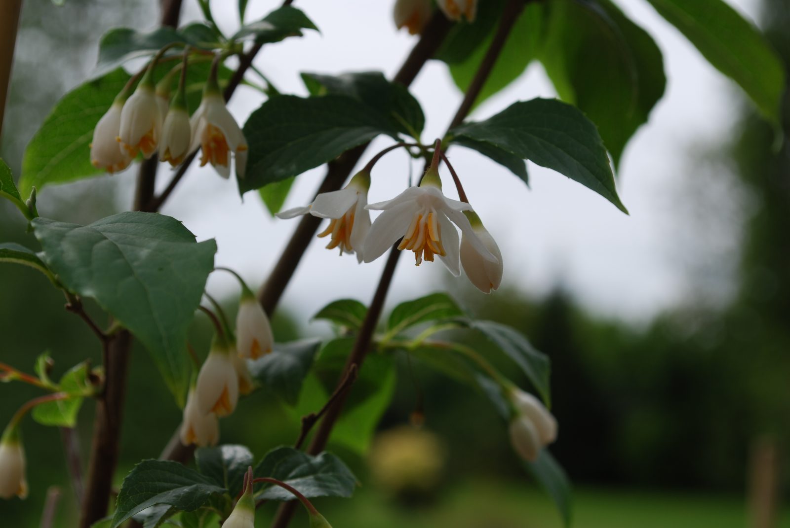 Stewartia Sinensis - Let's Go Planting