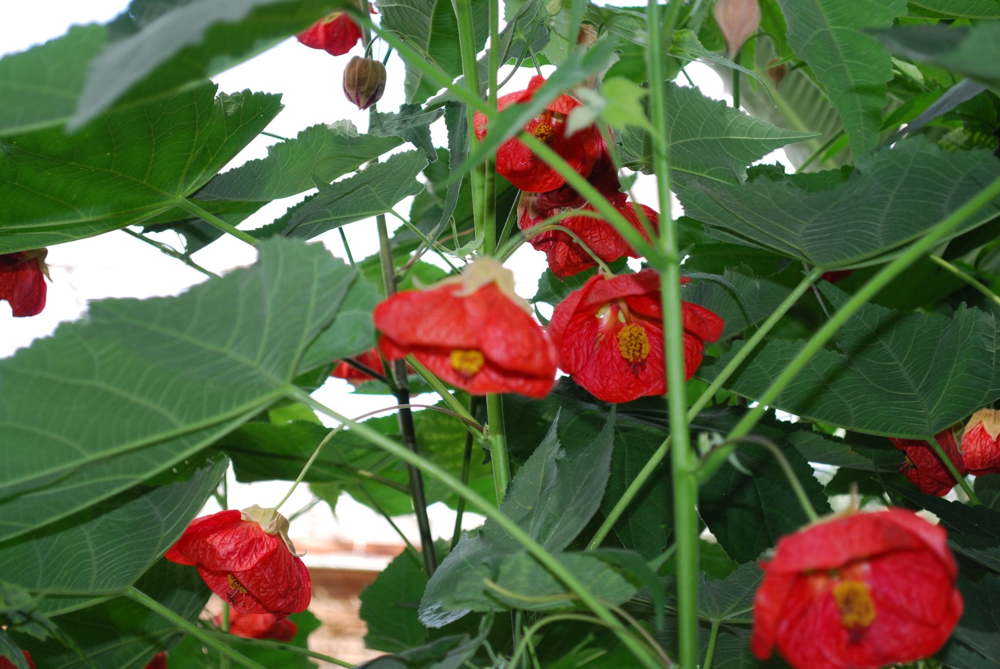 Abutilon Ashford Red. Shrubs for Sale UK. Letsgoplanting.co.uk