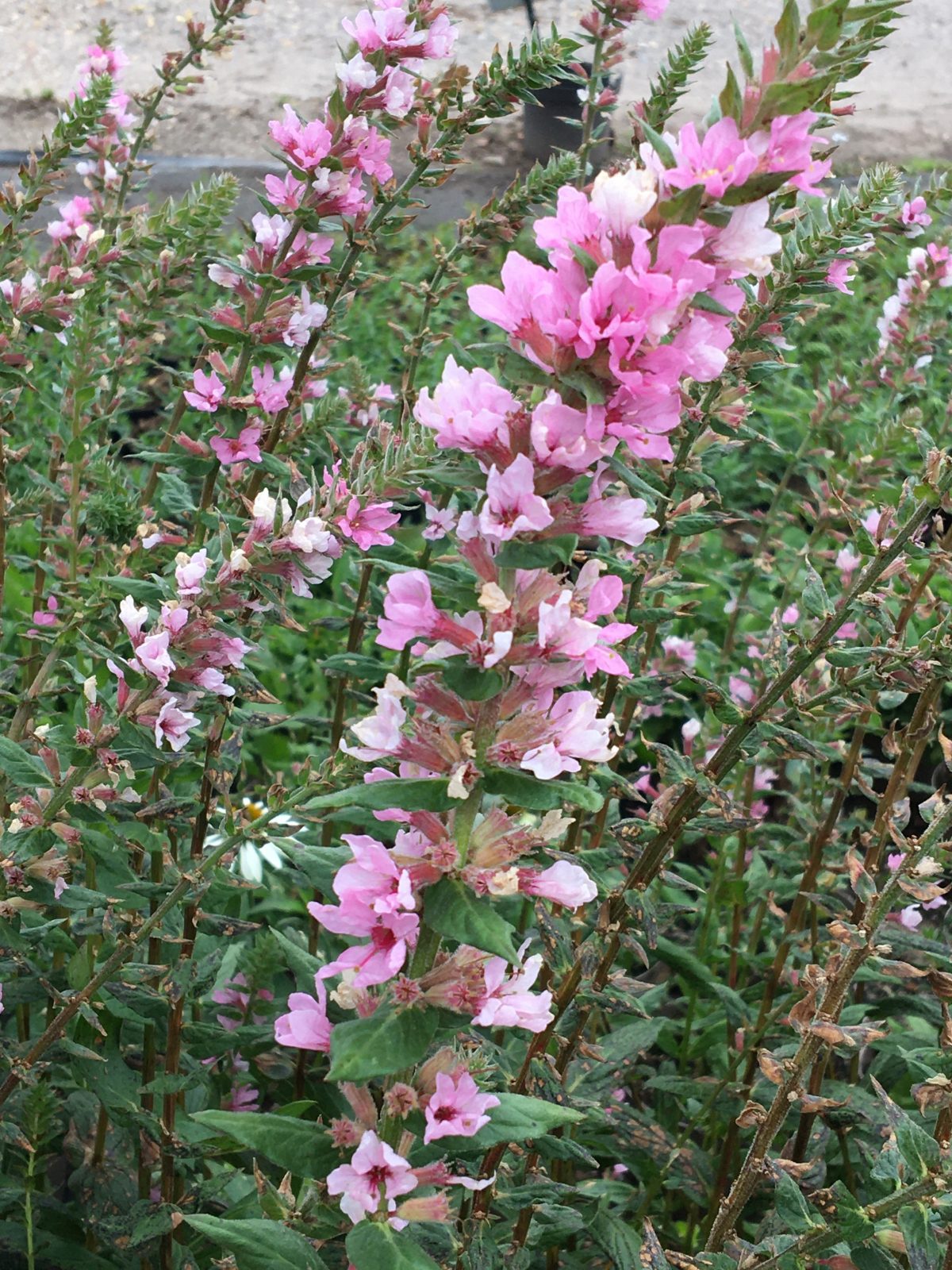 Lythrum Salicaria Blush. Perennials for Sale . Letsgoplanting.co.uk