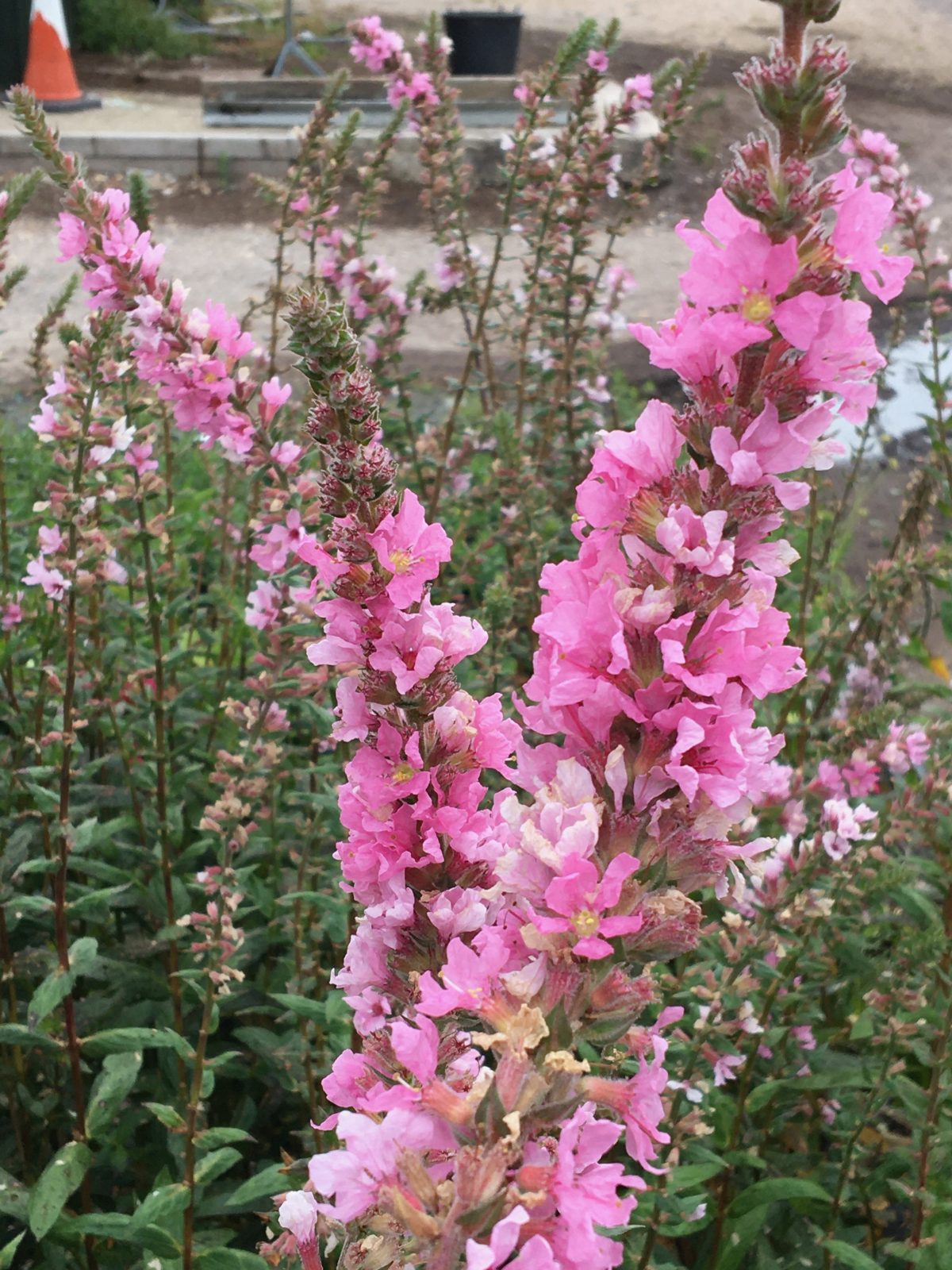 Lythrum Salicaria Blush. Perennials for Sale . Letsgoplanting.co.uk
