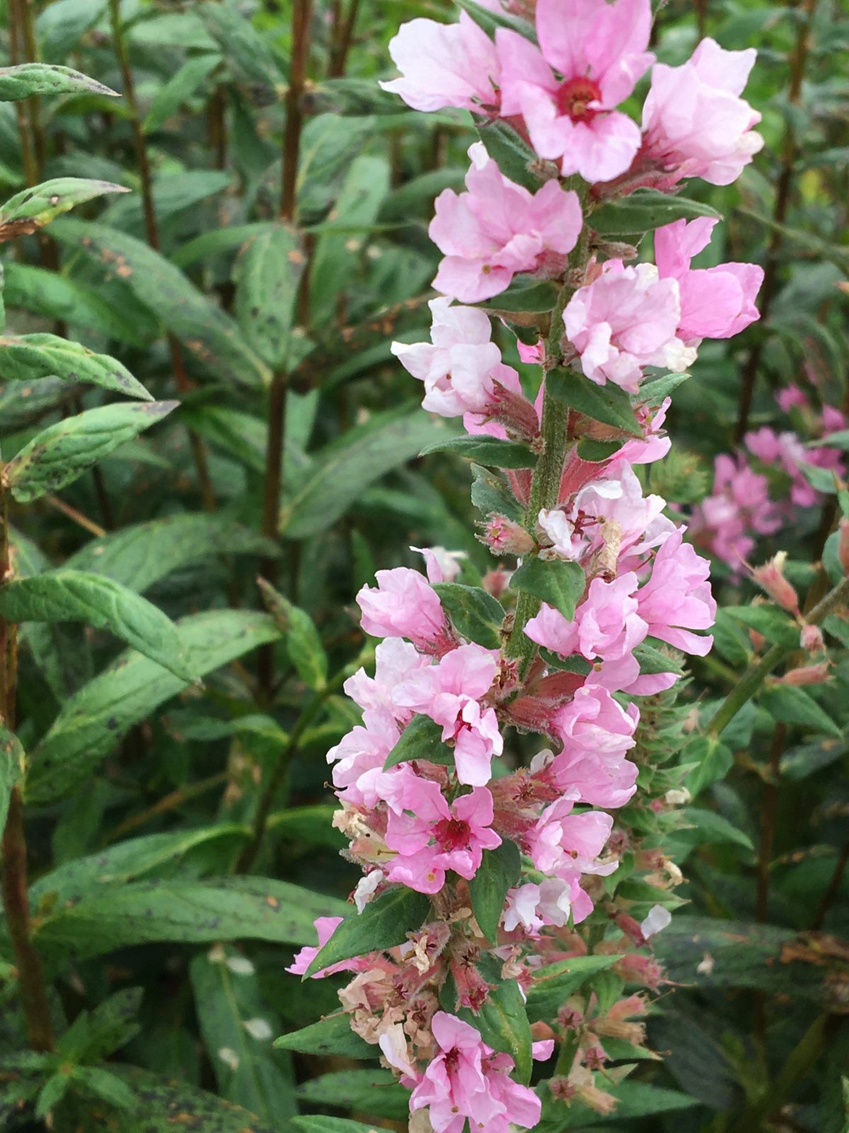 Lythrum Salicaria Blush. Perennials for Sale . Letsgoplanting.co.uk