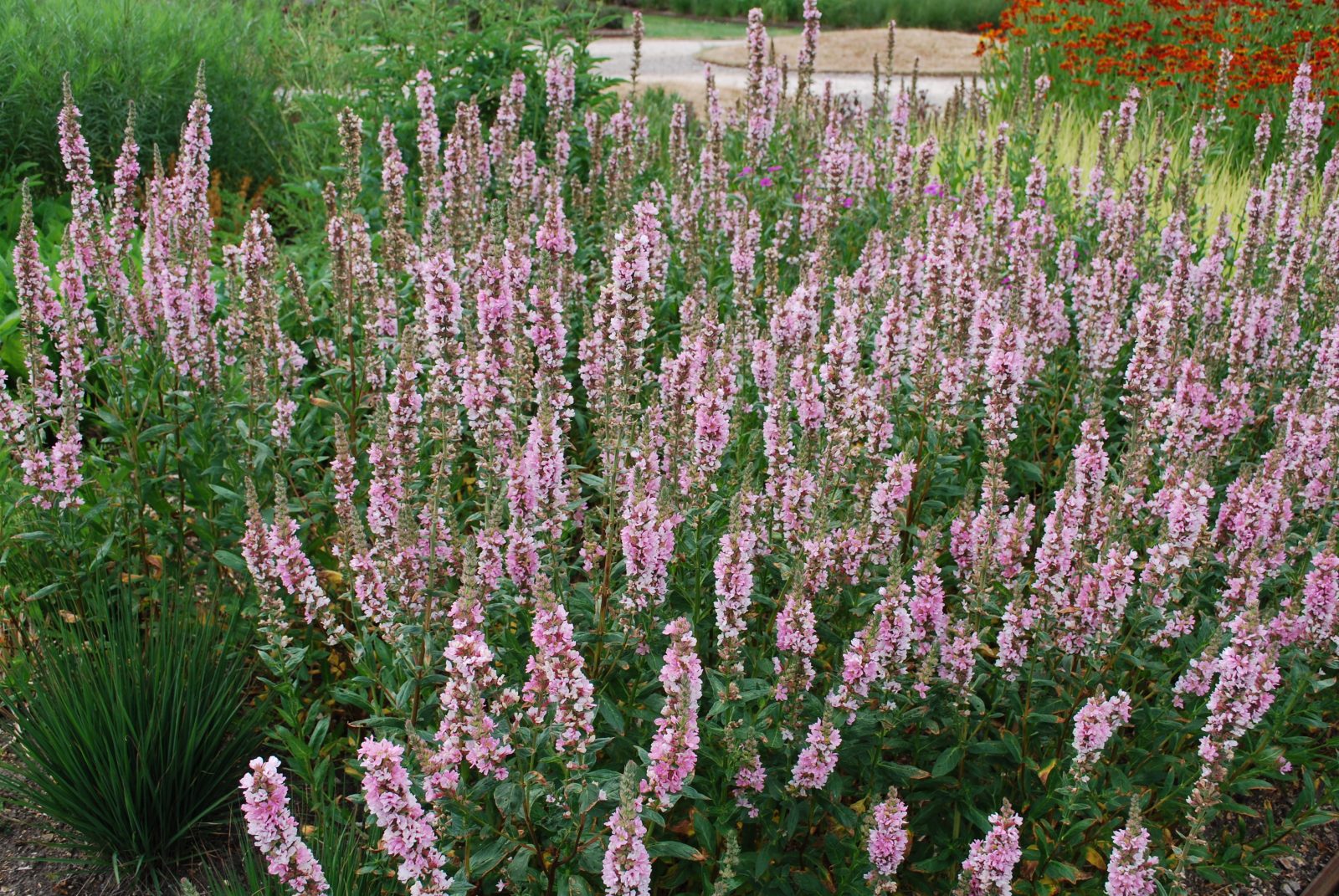 Lythrum Salicaria Blush. Perennials for Sale . Letsgoplanting.co.uk