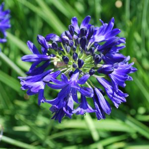 Perennials Archives - Page 2 of 21 - Let's Go Planting