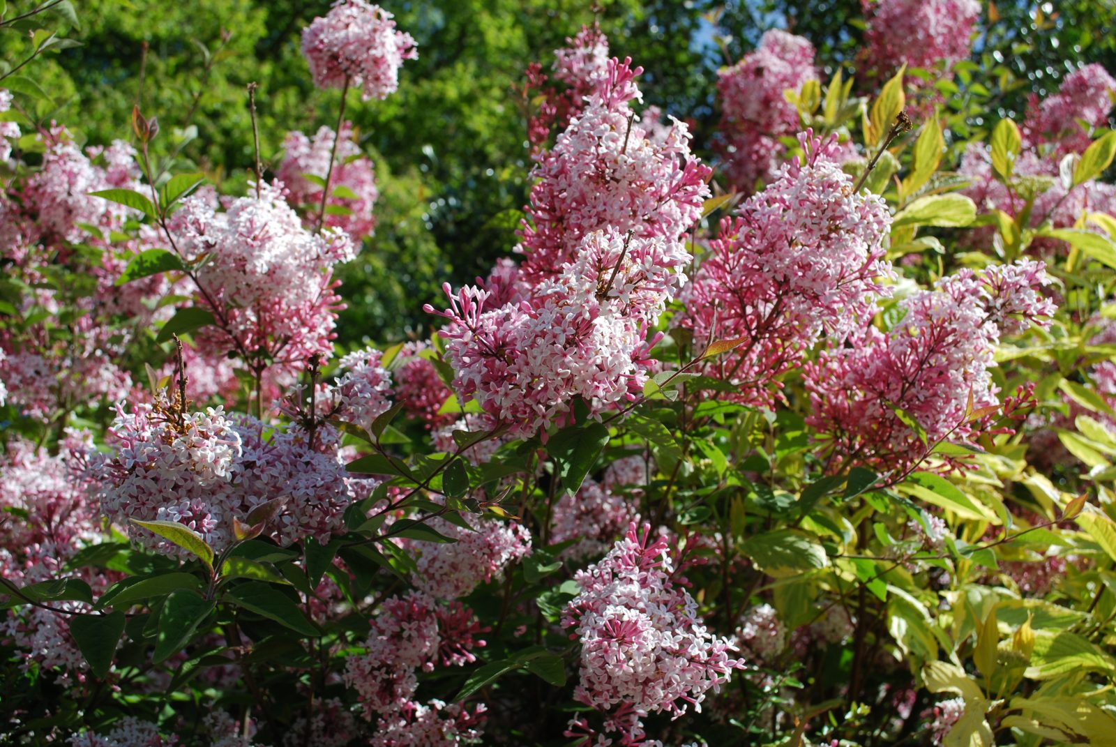 Syringa Superba. Garden Shrubs for Sale. Letsgoplanting.co.uk