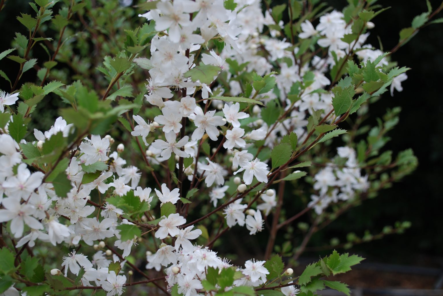 Hoheria Stardust. Garden Shrubs for Sale.Letsgoplanting.co.uk