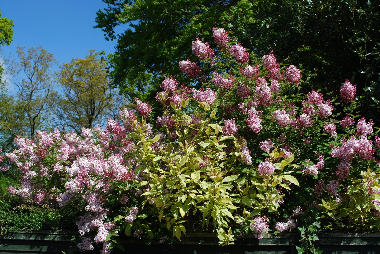 Syringa Superba. Garden Shrubs for Sale. Letsgoplanting.co.uk