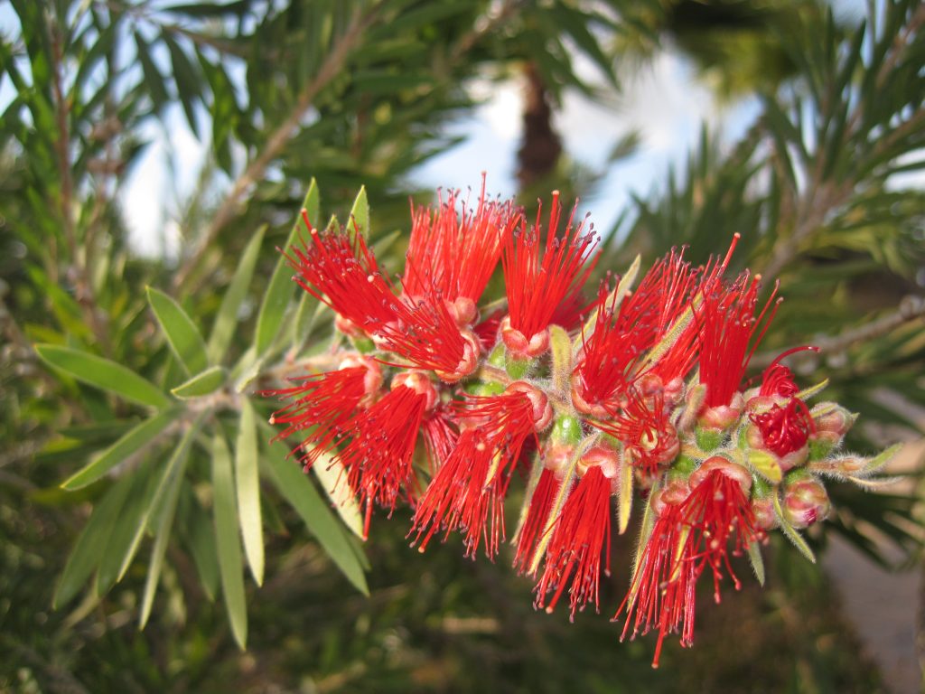 Callistemon Viminalis. Trees for Sale UK. Letsgoplanting.co.uk