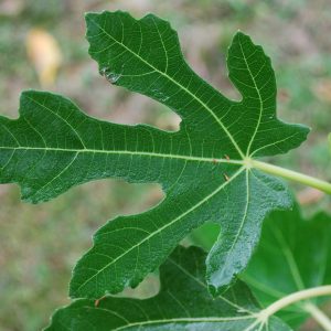 Ficus Ice Crystal. Garden Shrubs for Sale UK. Letsgoplanting.co.uk