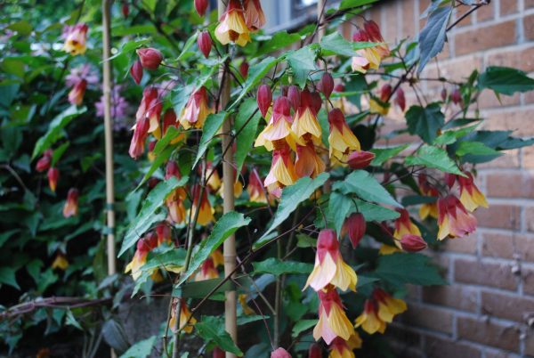 Abutilon Kentish Belle - Let's Go Planting