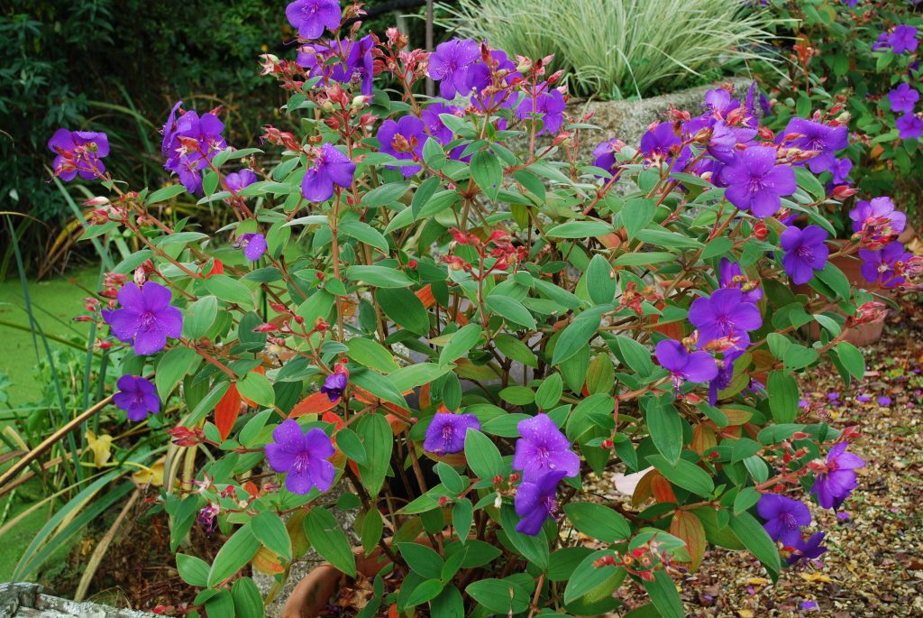 Tibouchina Urvilleana. Shrubs for sale. Letsgoplanting.co.uk