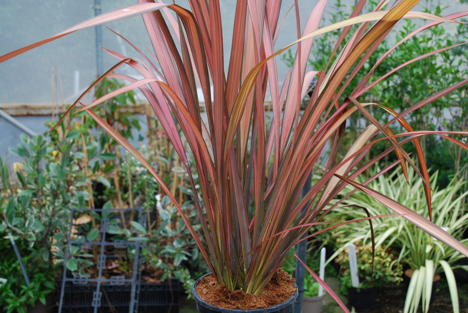 Phormium Evening Glow. Perennials for Sale. Letsgoplanting.co.uk