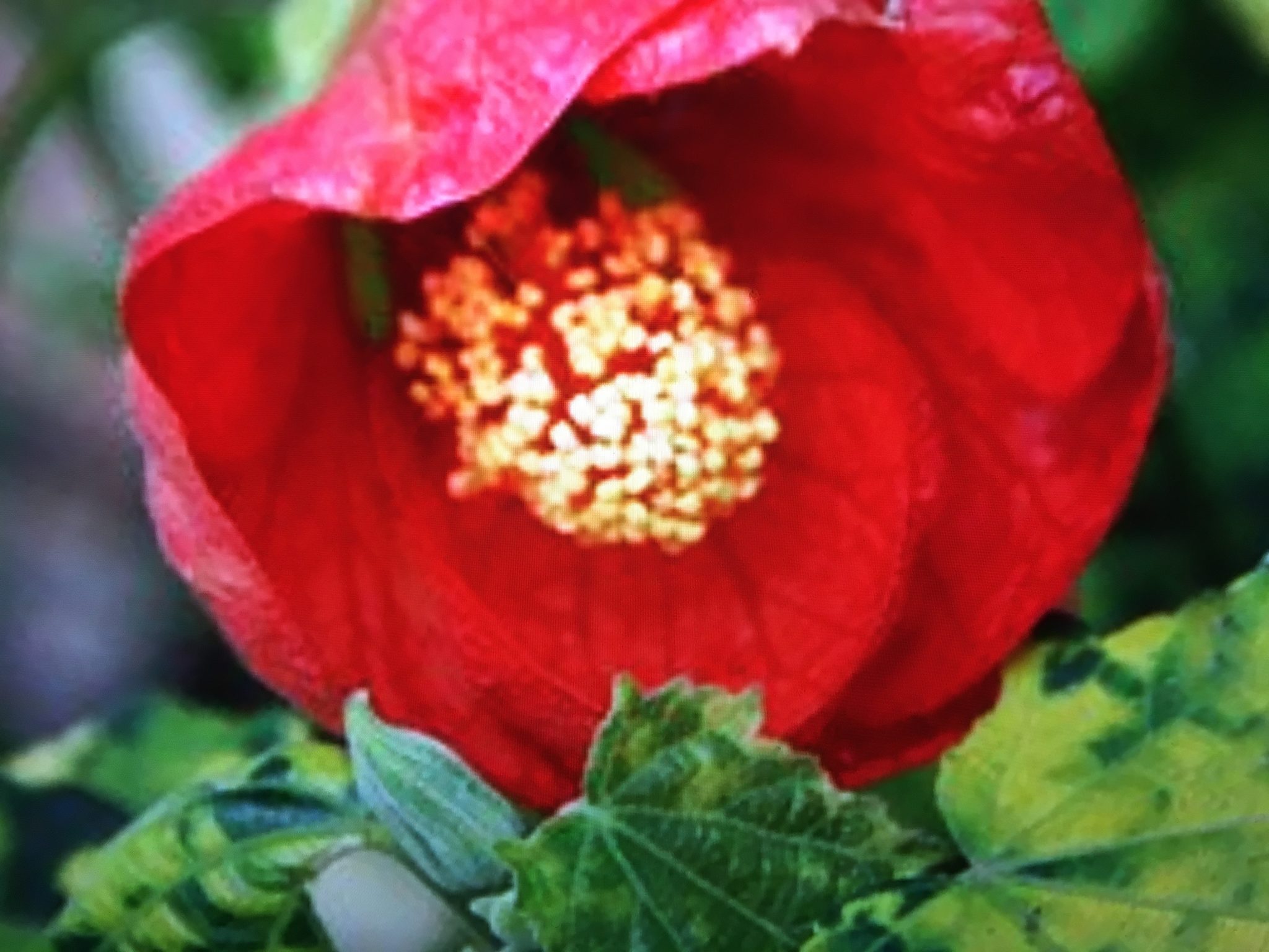 Abutilon Russels Dwarf. Shrubs for Sale UK. Letsgoplanting.co.uk