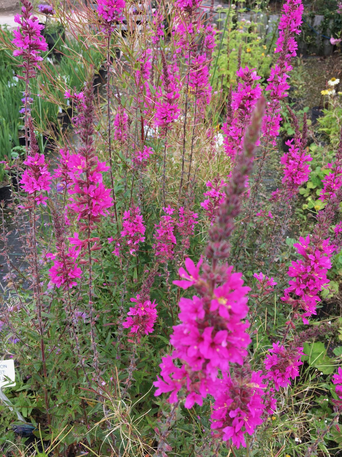 Lythrum Morden Pink. Perennials for Sale UK. Letsgoplanting.co.uk