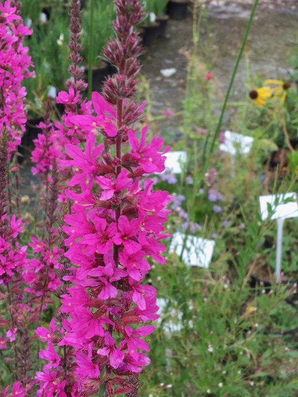 Lythrum Morden Pink. Perennials for Sale UK. Letsgoplanting.co.uk