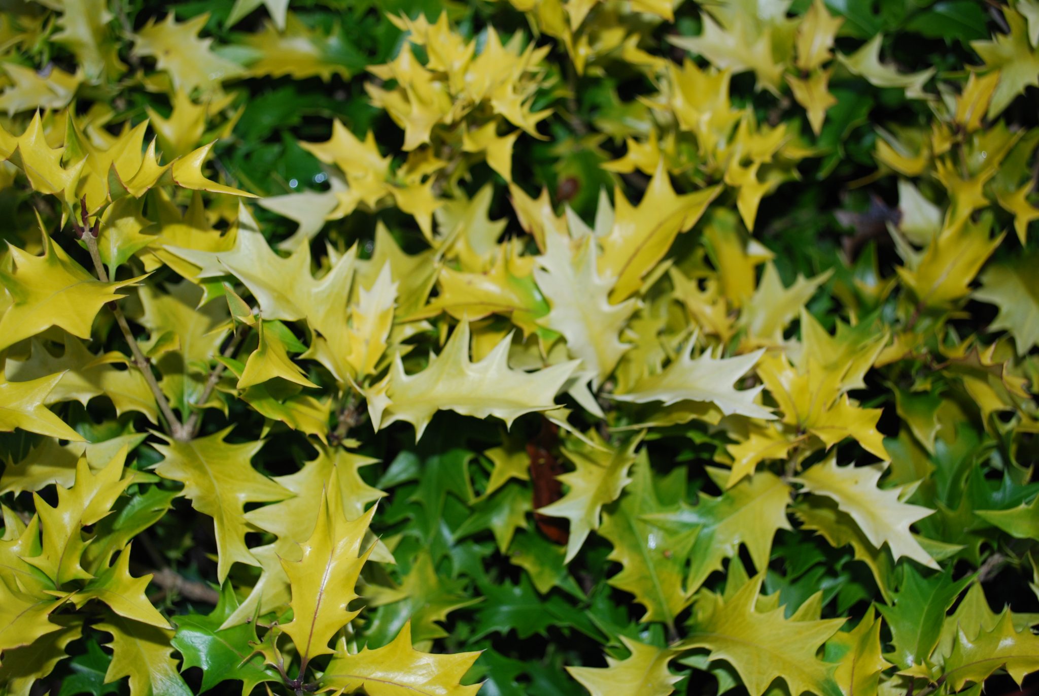 Osmanthus All Gold : A Golden Evergreen That Brightens the Garden Year ...