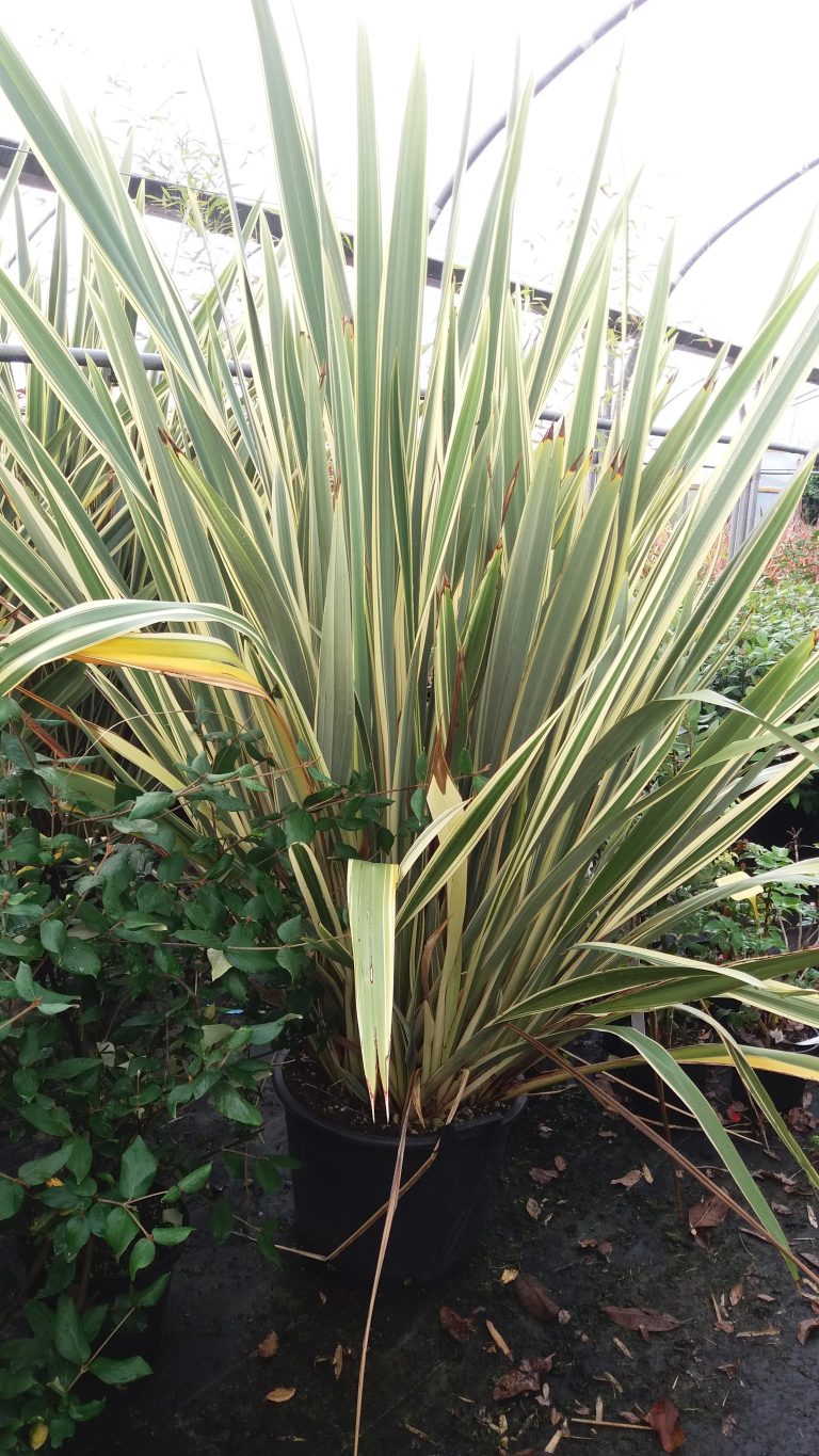 Phormium Tenax Variegatum. Shrubs for Sale. Letsgoplanting.co.uk