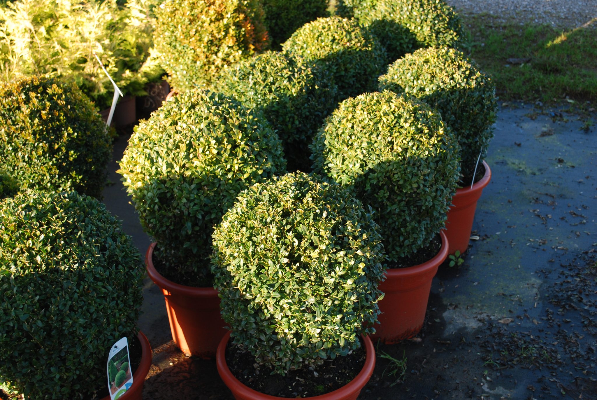 Top 10 Shrubs for container planting - Let's Go Planting