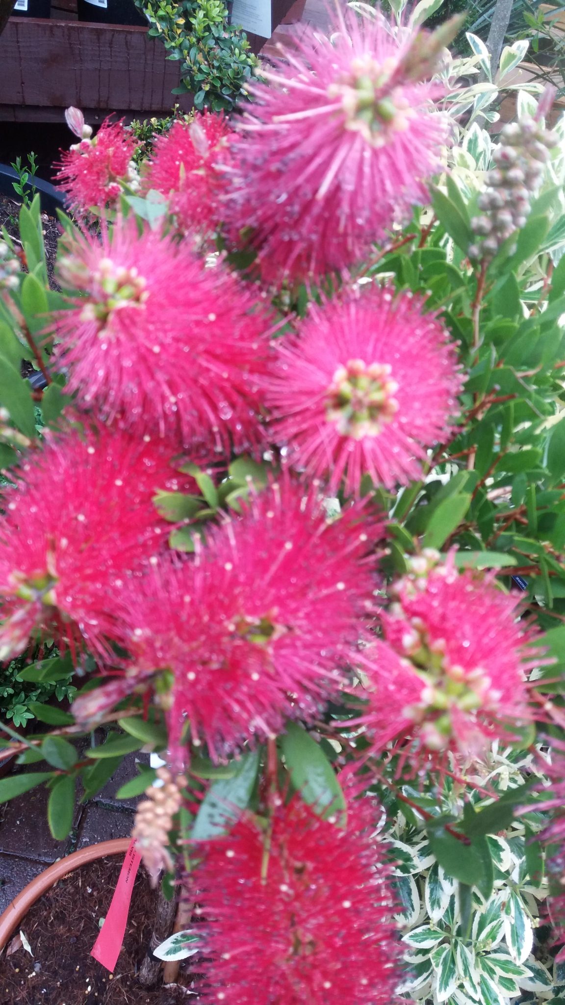 Callistemon Laevis. Shrubs for Sale UK. Letsgoplanting.co.uk