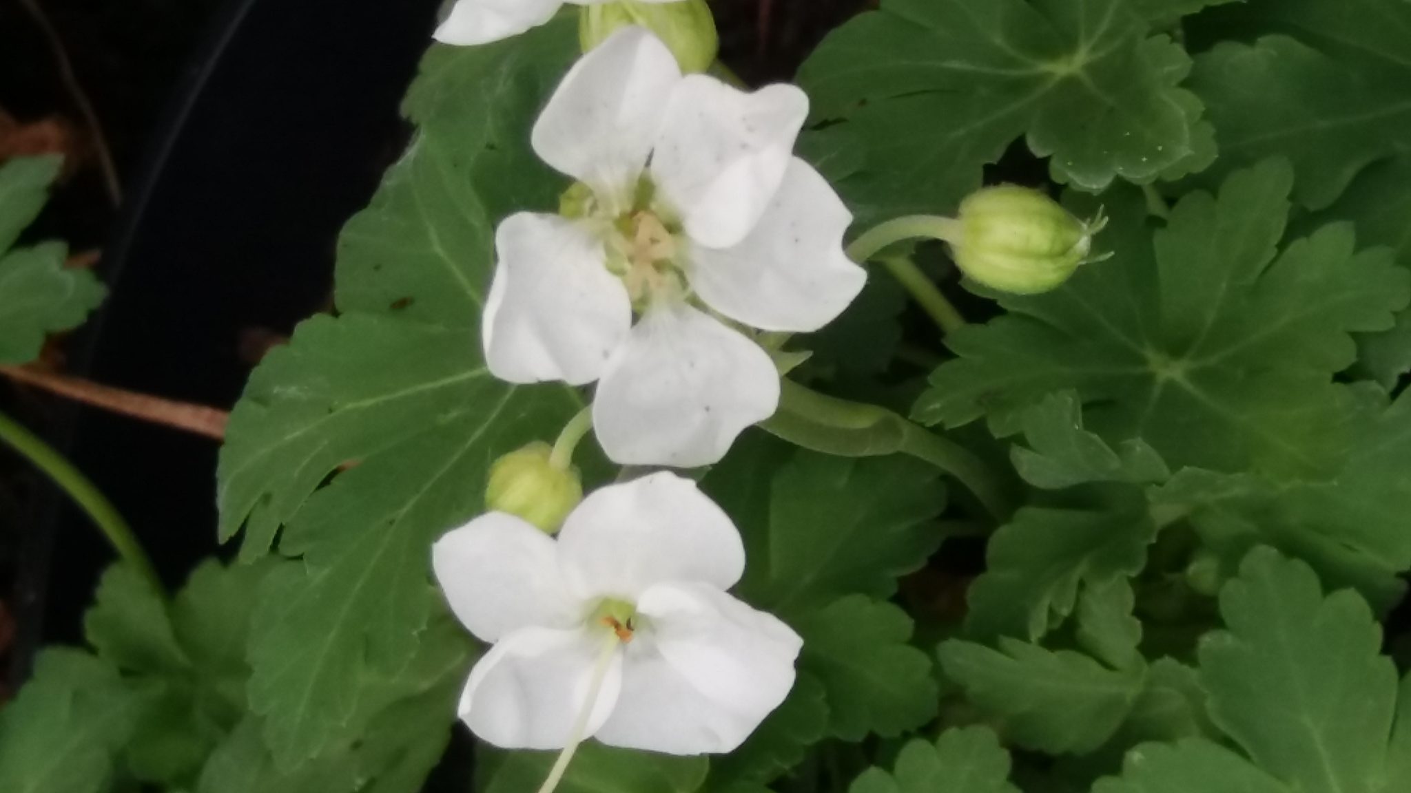 News - Let's Go Planting