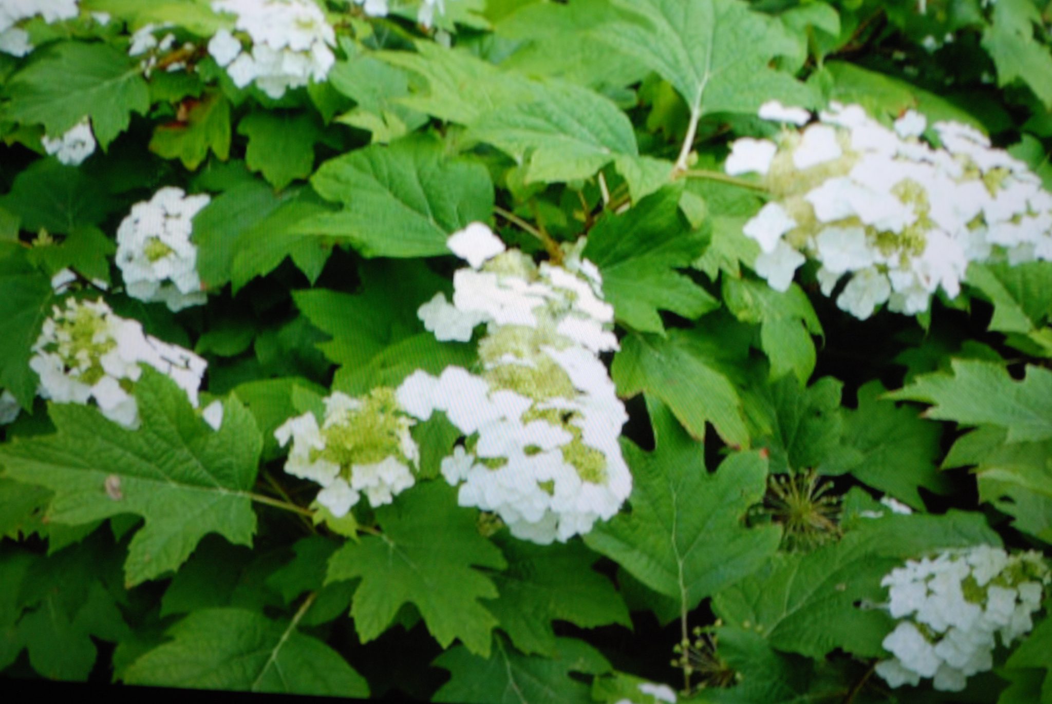 Hydrangea Quercifolia Applause for Sale UK. Letsgoplanting.co.uk