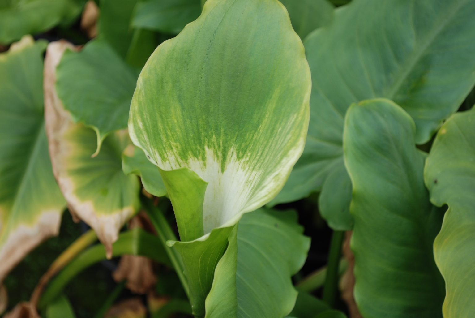 Zantedeschia Green Goddess : A Unique and Elegant Addition to Your ...