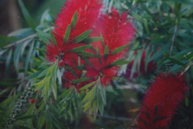 Callistemon Captain Cook - Let's Go Planting