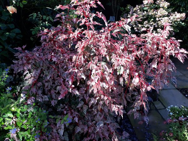 Acer Red Flamingo. Garden Shrubs for Sale. Letsgoplanting.co.uk